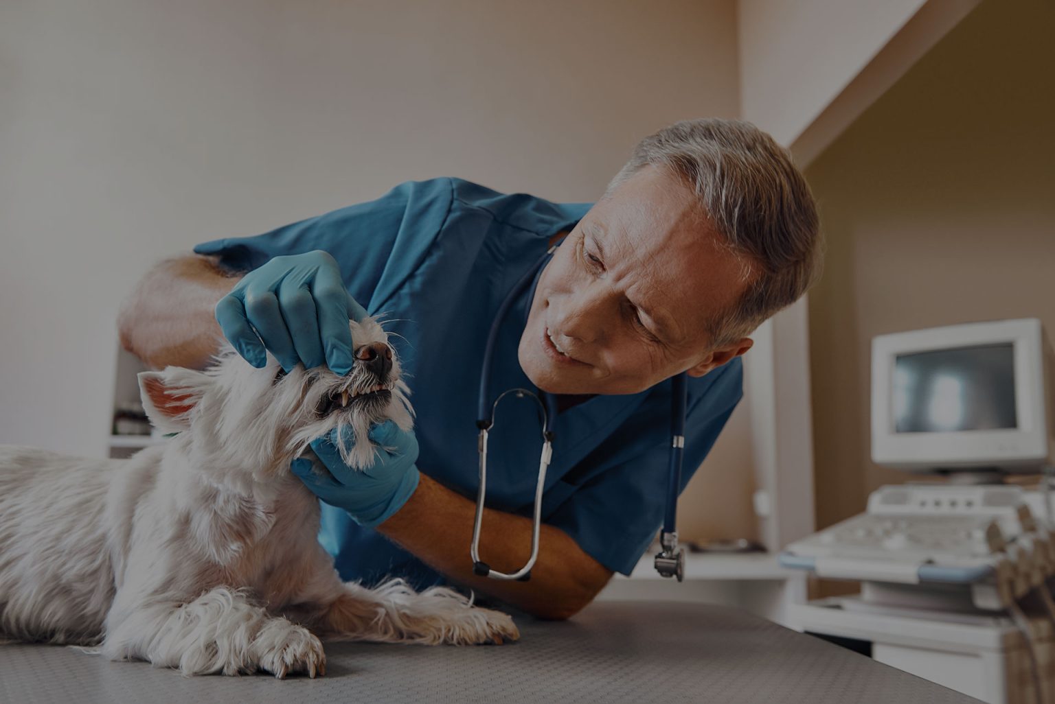 Ourvets St Albans Veterinary Clinic - 98 Cranford Street, St Albans